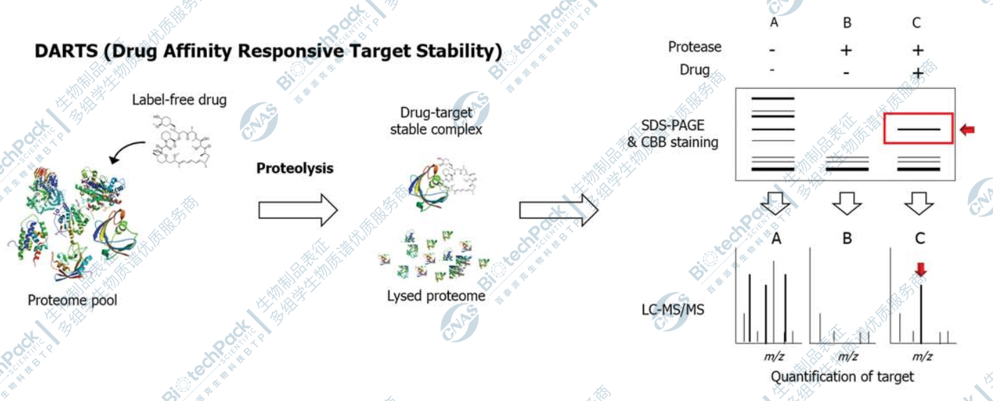小分子药物靶点鉴定及验证_药物靶点鉴定_基于ABPP策略的药物靶点鉴定_药物靶点鉴定策略|百泰派克生物科技