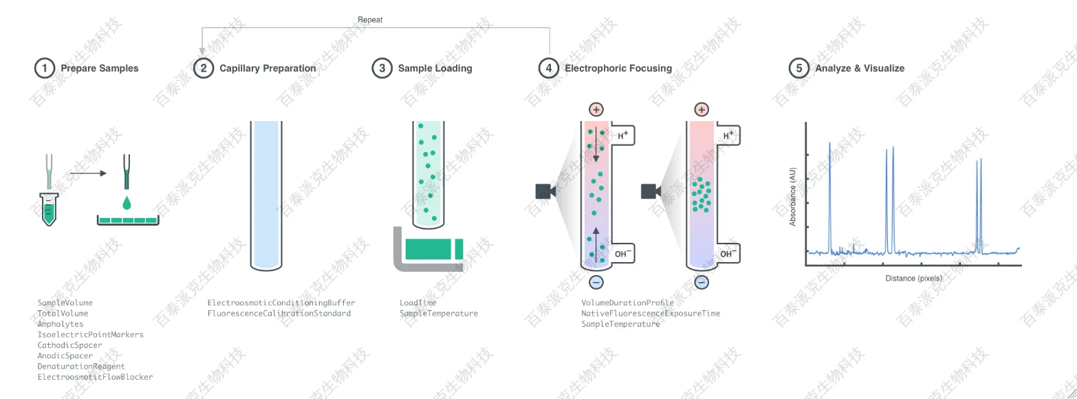 植物茎脉基于cIEF的蛋白等电点分析 | 北京百泰派克生物科技有限公司