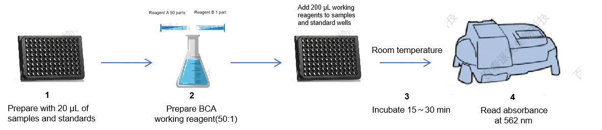 BCA法测定蛋白浓度