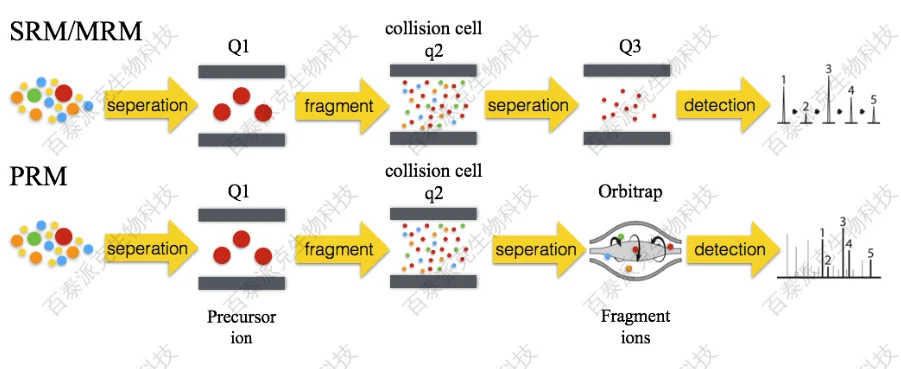 揭开PRM的神秘面纱：是否真正实现绝对定量？