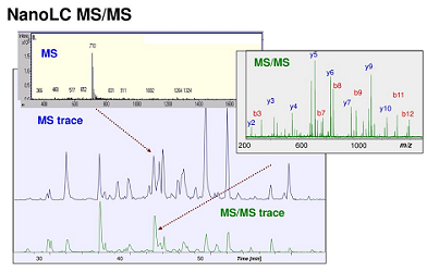 LC-MS/MS技术在多肽分析中的应用与优势