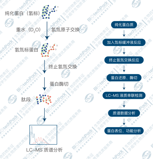 HDX氢氘交换_重组蛋白质药物HDX氢氘交换_重组蛋白质HDX氢氘交换分析