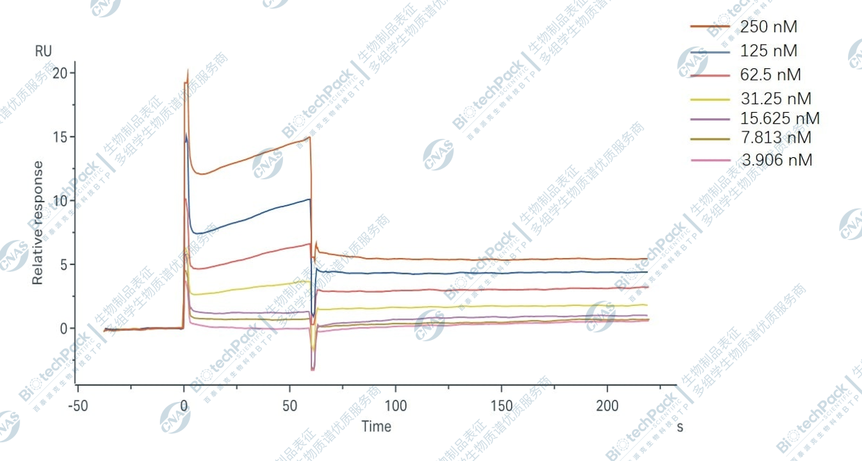 CIq亲和力测定_重组蛋白质药物CIq亲和力测定_重组蛋白质药物分子互作表征