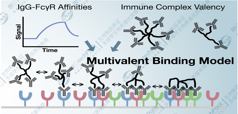 FcyRI/FcyRII/FcyRIII互作分析_重组蛋白质药物与FcyRI/FcyRII/FcyRIII互作分析_重组蛋白质药物与FcyRI ...