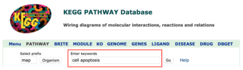 KEGG Pathway功能绘制通路图|百泰派克生物科技