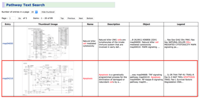 KEGG Pathway功能绘制通路图|百泰派克生物科技