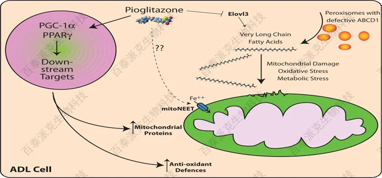 超长链脂肪酸分析_VLCFA分析|北京百泰派克生物科技有限公司