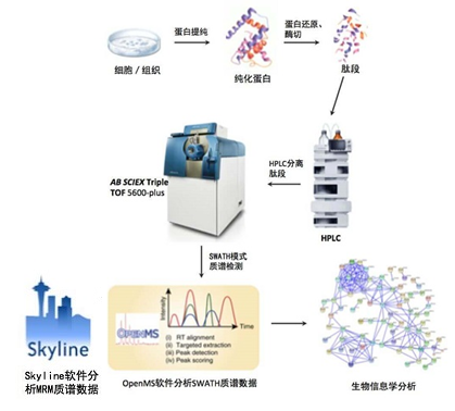 DIA蛋白质组学_PRM蛋白质组学_DIA PRM蛋白质组学|百泰派克生物科技