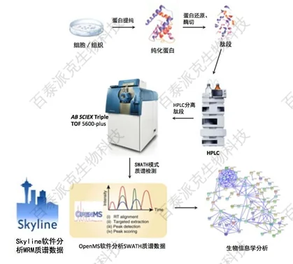 DIA蛋白质组学_PRM蛋白质组学_DIA PRM蛋白质组学|北京百泰派克生物科技有限公司