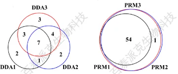 蛋白组分析中dda和prm_蛋白组学的prm验证|北京百泰派克生物科技有限公司