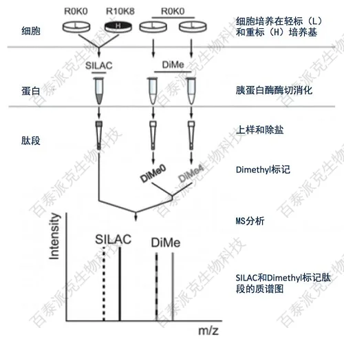 SILAC/Dimethyl定量蛋白组分析|北京百泰派克生物科技有限公司